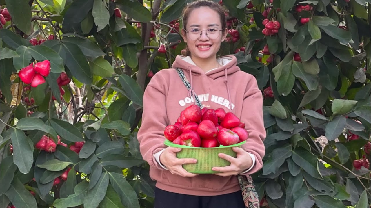Harvest the sweet red lim fruit to sell at the market and bake potatoes ...