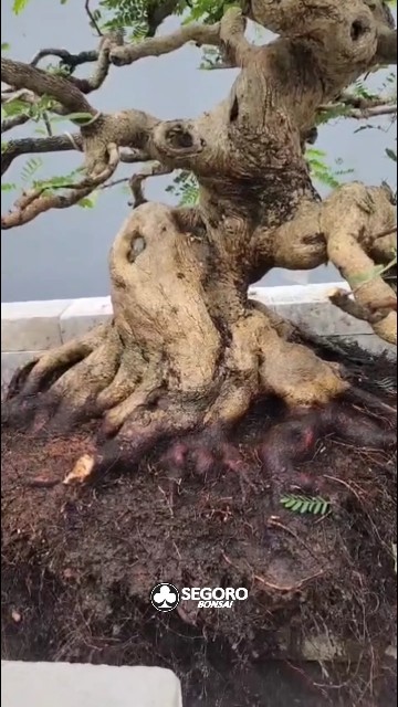 Eksekusi Tahap Akar Bonsai Asem Jawa Mr. Adji Christian Bonsai Solution ...