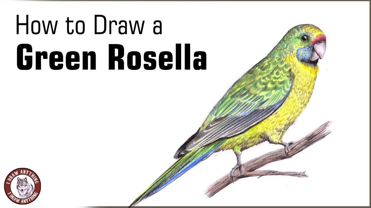 How to Draw a Green Rosella - Colored Pencil Drawing - Bird - YouTube