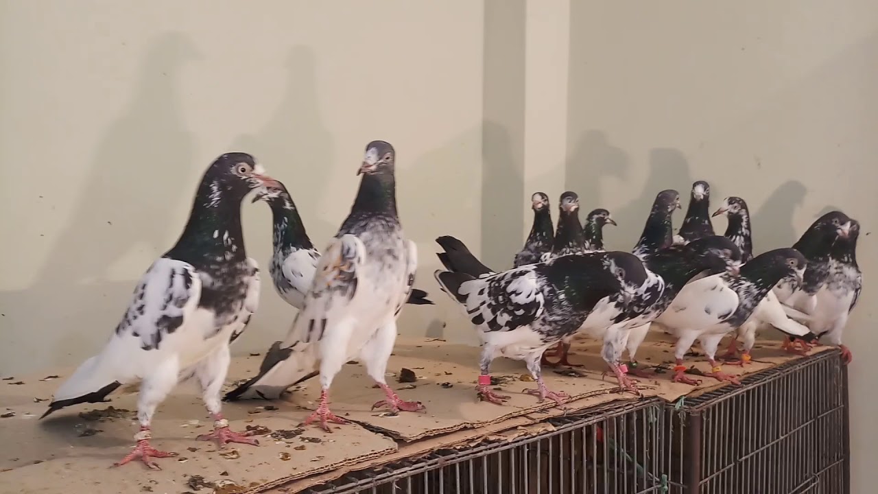 Taddy pigeons - YouTube