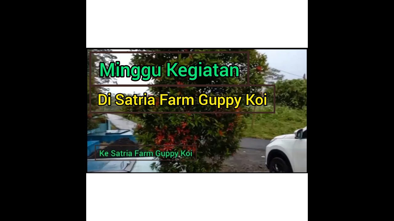 Minggu Di Satria Farm Guppy Koi - YouTube