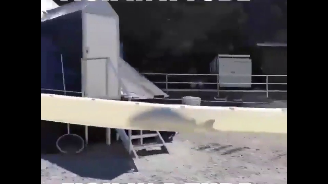 Fish in a tube - YouTube