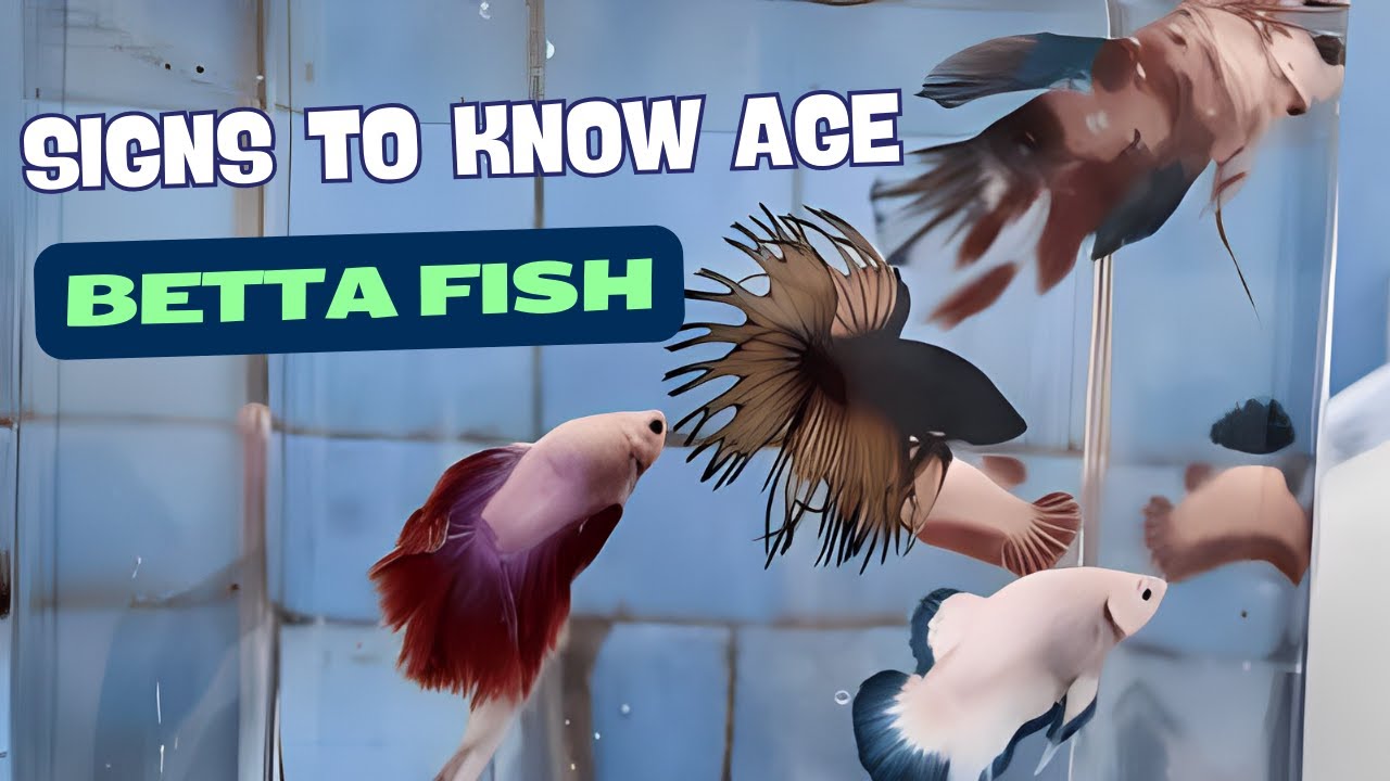 8 Signs To Know Age Of Betta Fish - YouTube