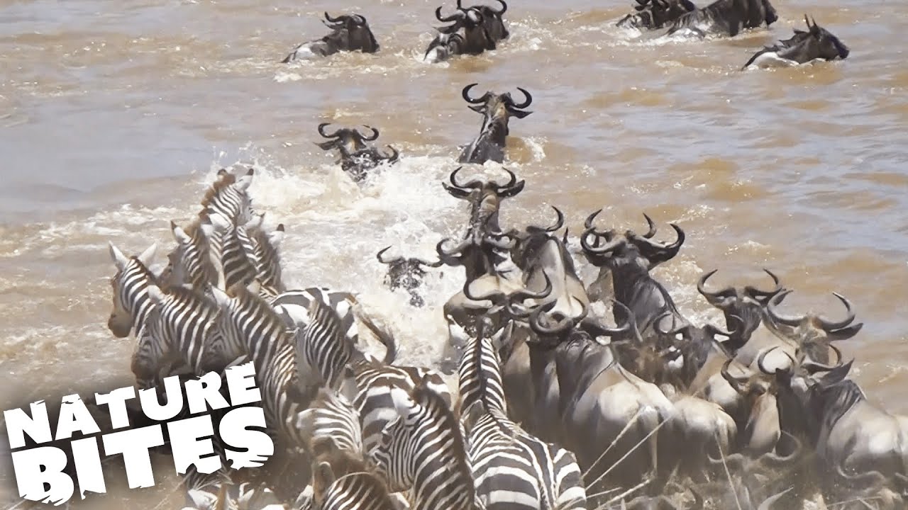 Crocodiles Hunt Drowning Animals | Nature Bites - YouTube