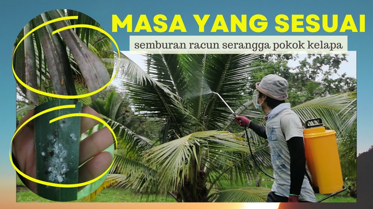 Masa Yang Sesuai | Semburan Racun Serangga Pokok Kelapa - YouTube