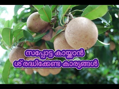 സപ്പോട്ട കായ്ക്കാൻ നടീൽ പരിപാലന രീതികൾ Sapota Farming Info Guide For ...