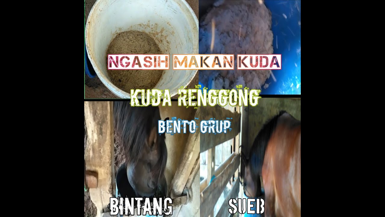 Memberi pakan kuda renggong bento||pakan sederhana tapi bikin kuda ...