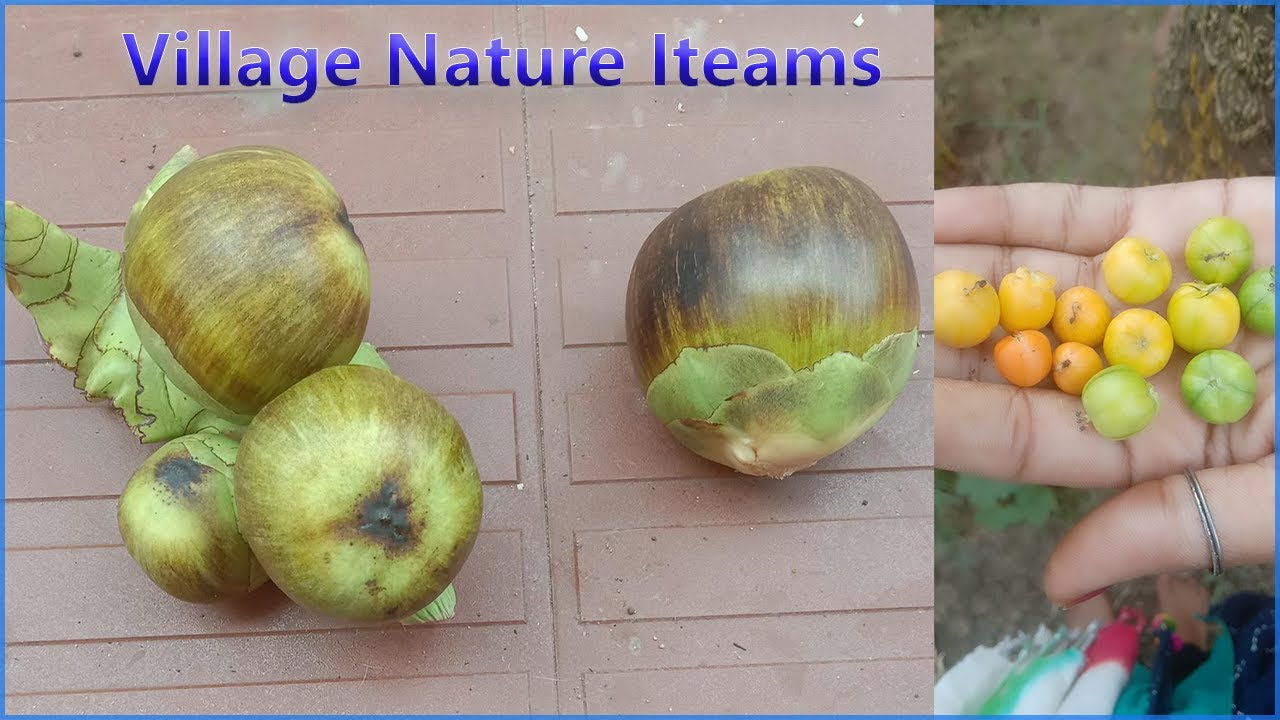 Village Nature Items || Palm Tree Fruit || #fruits || #nature | # ...