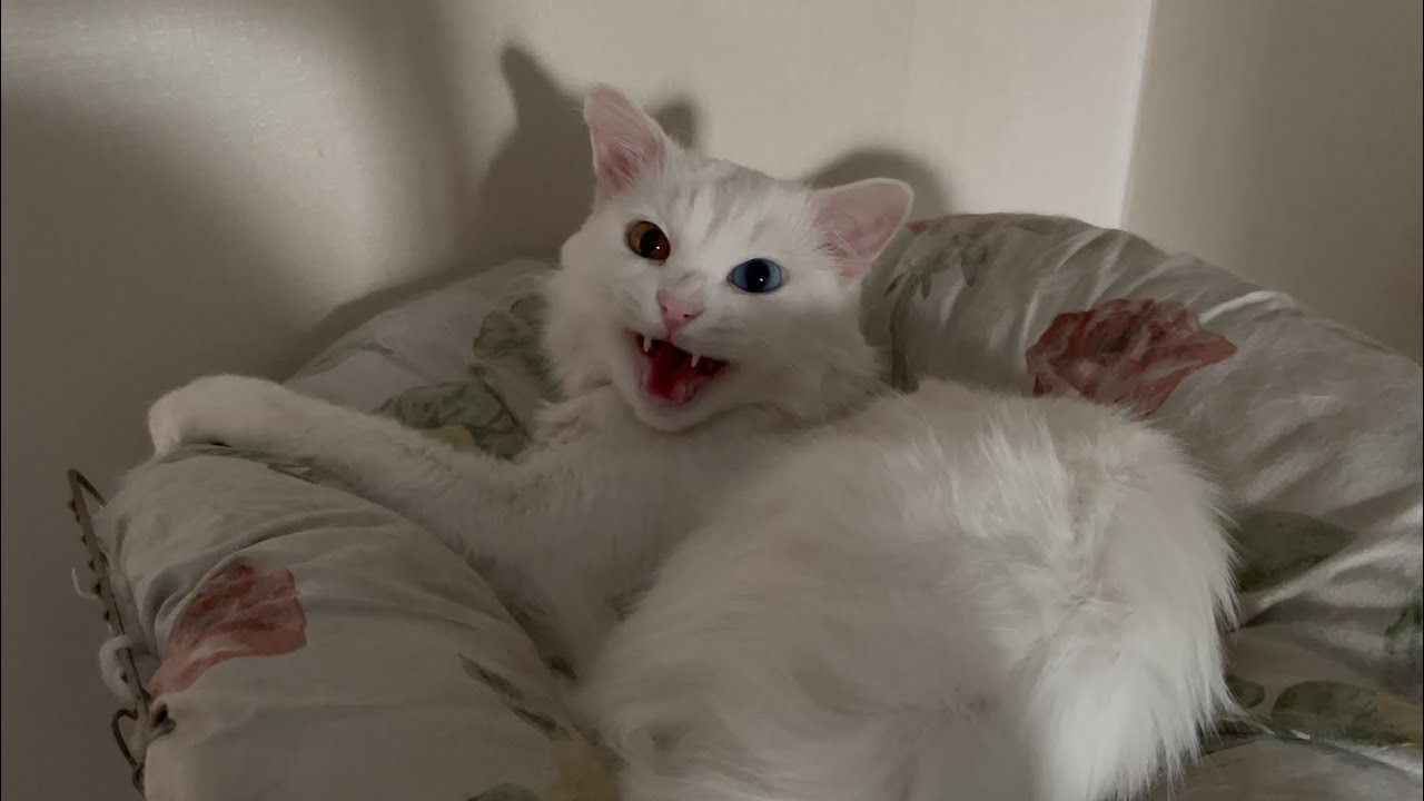 How My Deaf Cat Reacts When He Sees Me - YouTube