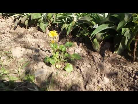How To Plant Leopard'S Bane Seeds