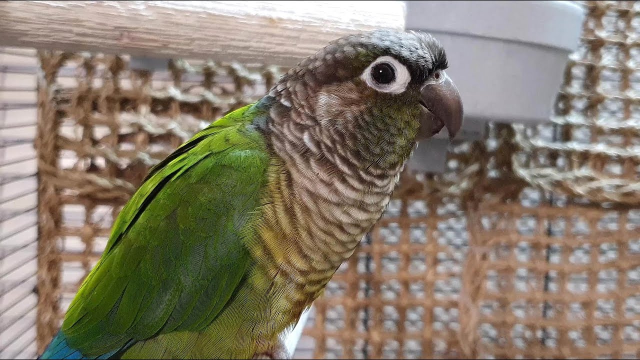 happy conure parakeet sounds - YouTube