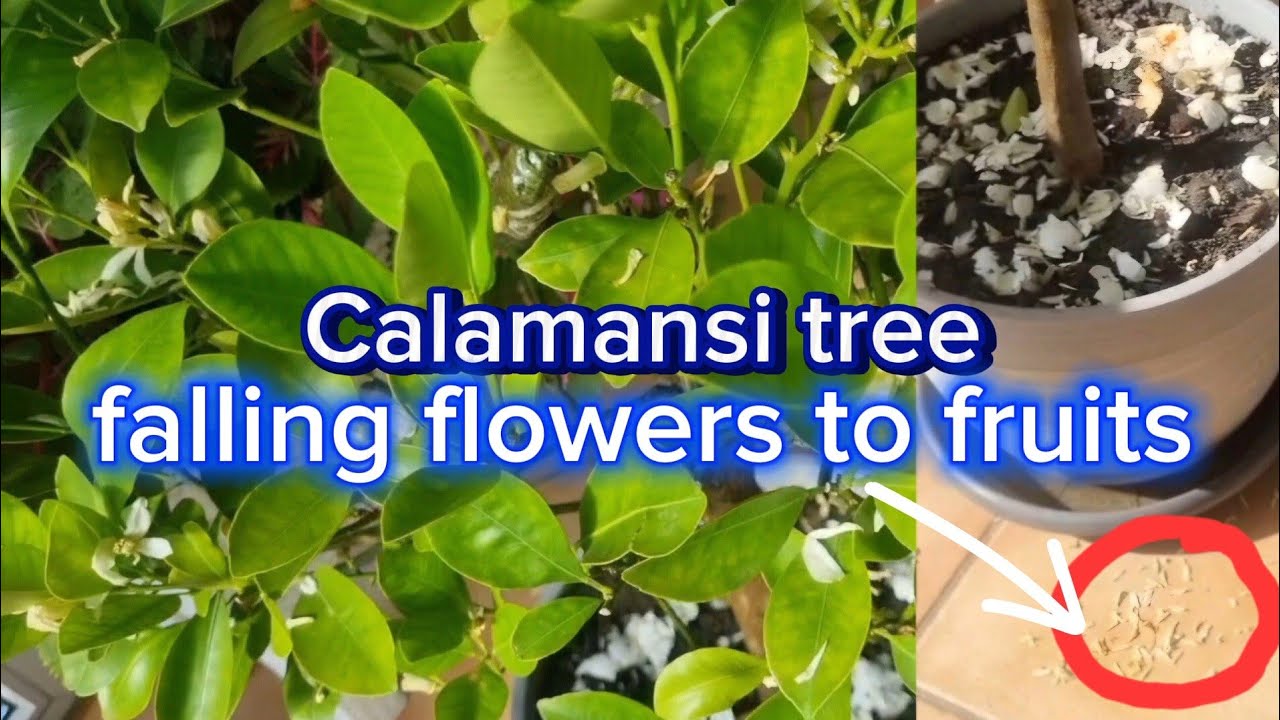 secrets of small calamansi tree with fruits! falling flowers? no ...