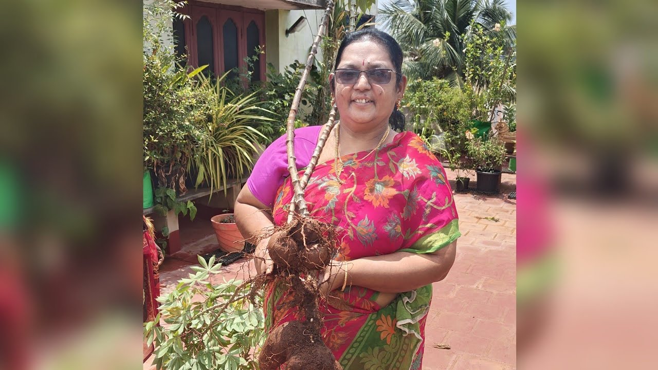 Maravalli Killangu Part 2| Harvesting Video| Our terrace garden harvest ...