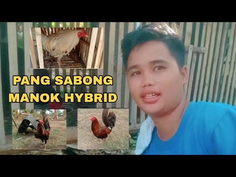 PANG SABONG MANOK HYBRED @BeLentotVlogger113 #manok #asmr #viral - YouTube