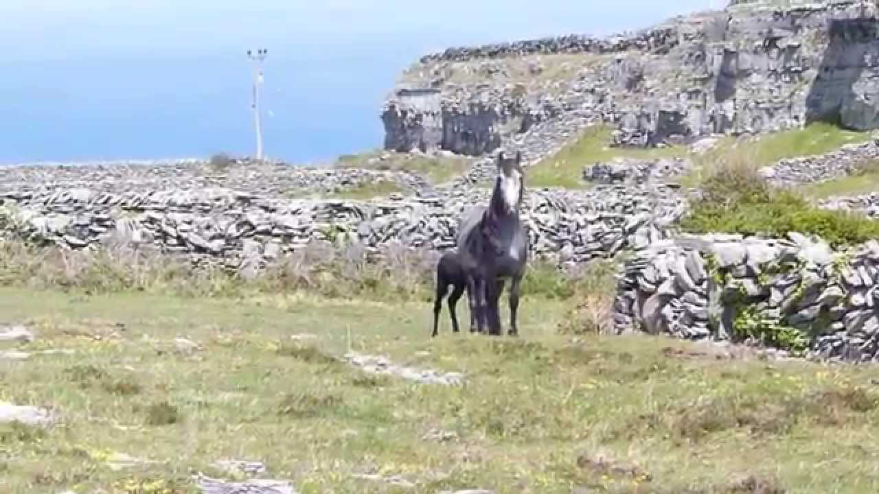 Pure Mule (H.D.) - YouTube