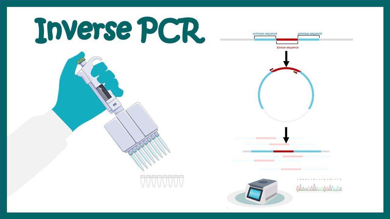 Inverse PCR - YouTube