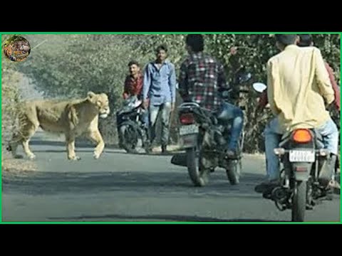 Momenti Terrificanti di Animali Selvatici che Attaccano l'Uomo!!