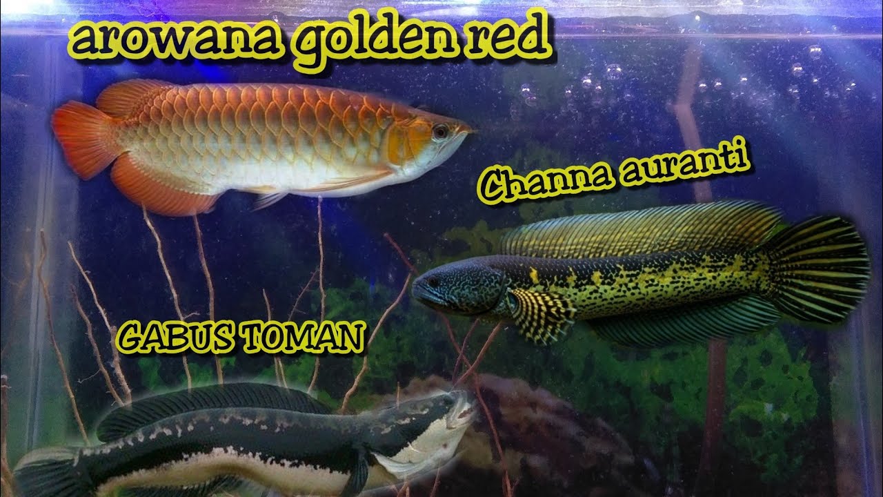 Ikan predator GABUS TOMAN mental Bagus,CHANA AURANTI DAN AROWANA GOLDEN ...