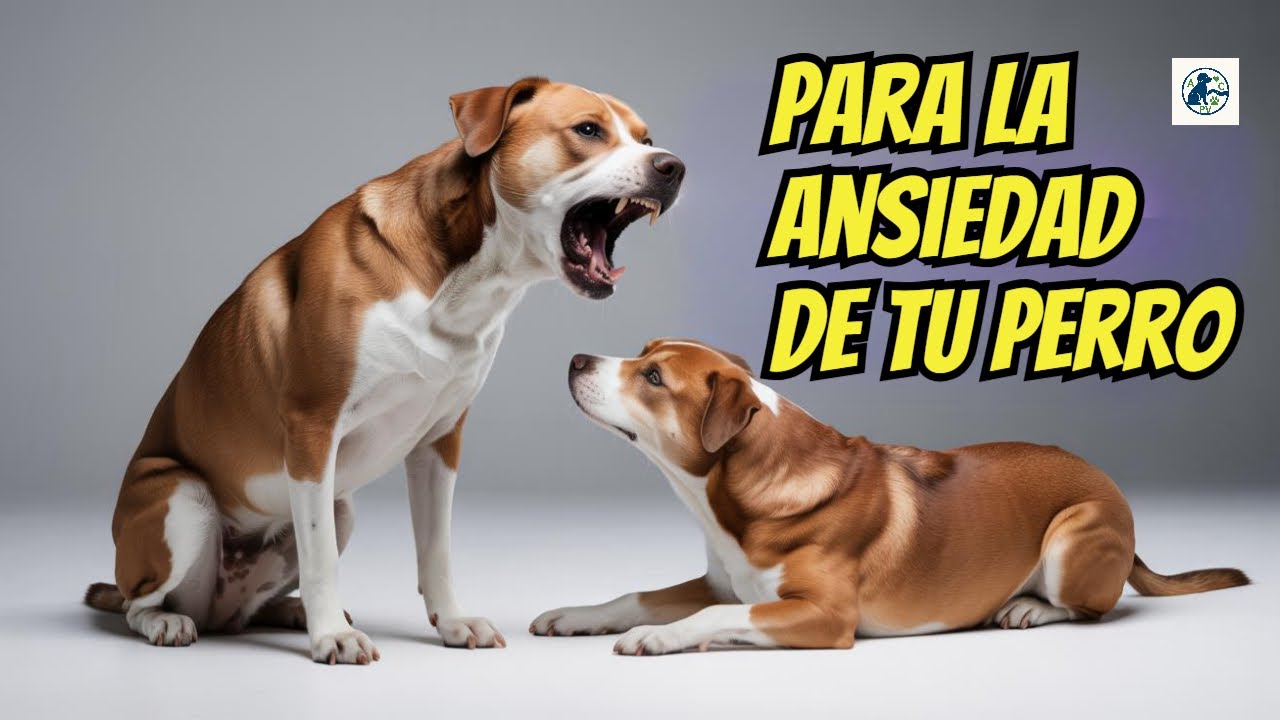 QUÉ CAUSA LA ANSIEDAD EN LOS PERROS 🐶Y CÓMO PUEDO AYUDAR - YouTube