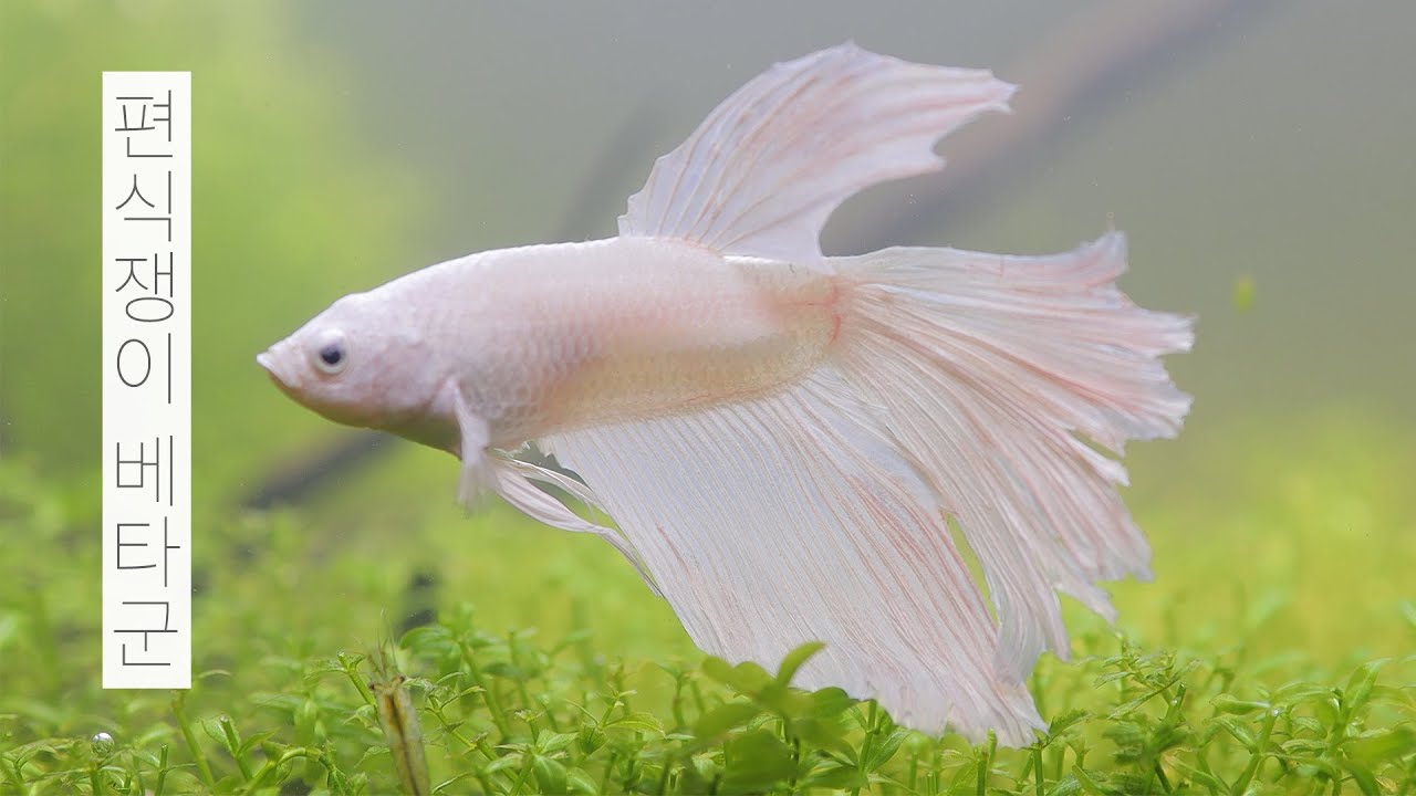 [ENG] 편식쟁이 베타군 | 물멍 | picky eater | Betta Fish | MulMung - YouTube