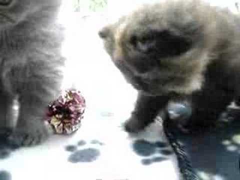 Video Chaterie Chatouille 2 - YouTube