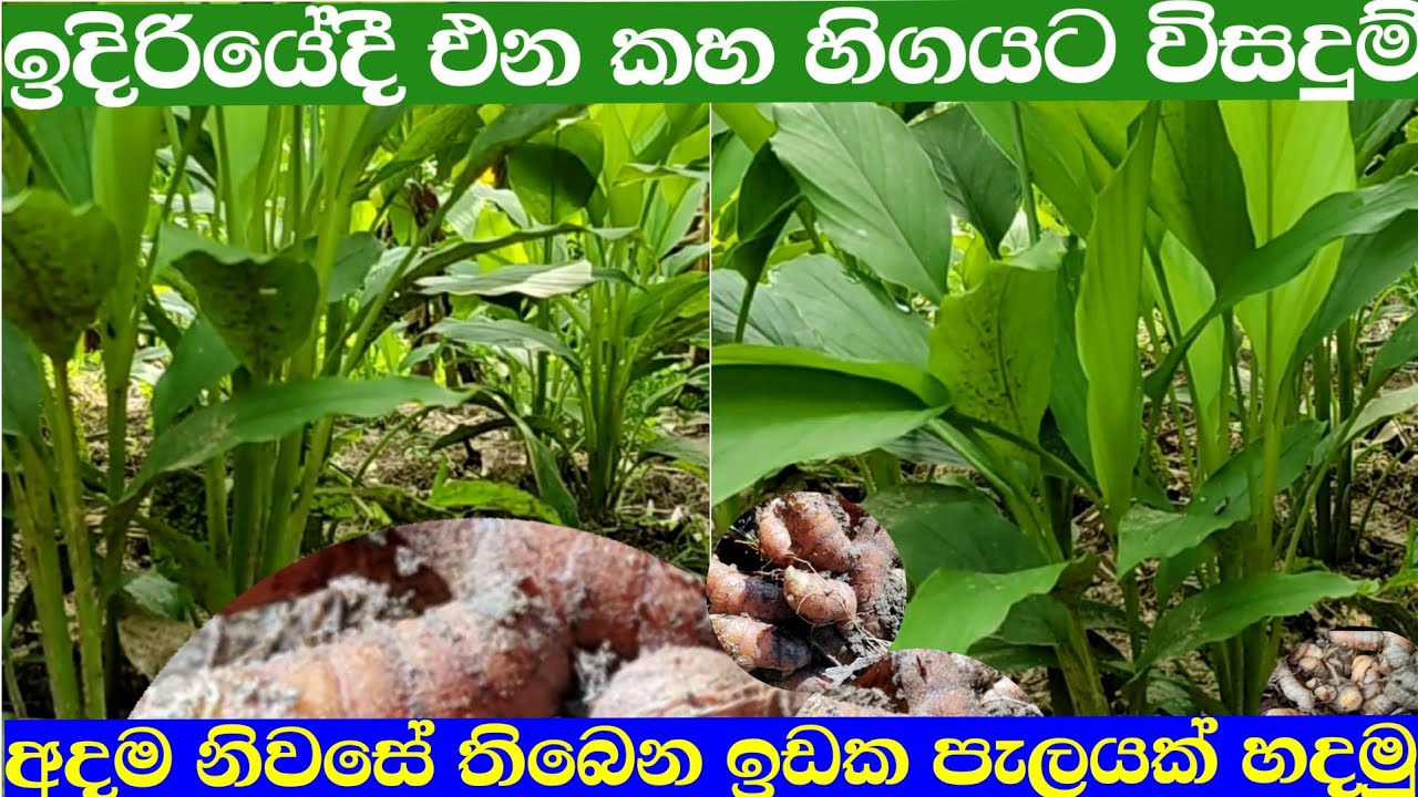ආවම පොහොර භාවිතයෙන් සාර්ථක යටිතල කහ වගාව | Kaha wagawa - YouTube
