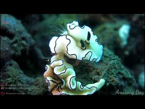 Small life under the sea of Amurang Bay. - YouTube