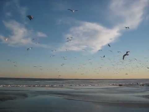 Seagull Swarm! on World-Famous Surfrider Beach - YouTube