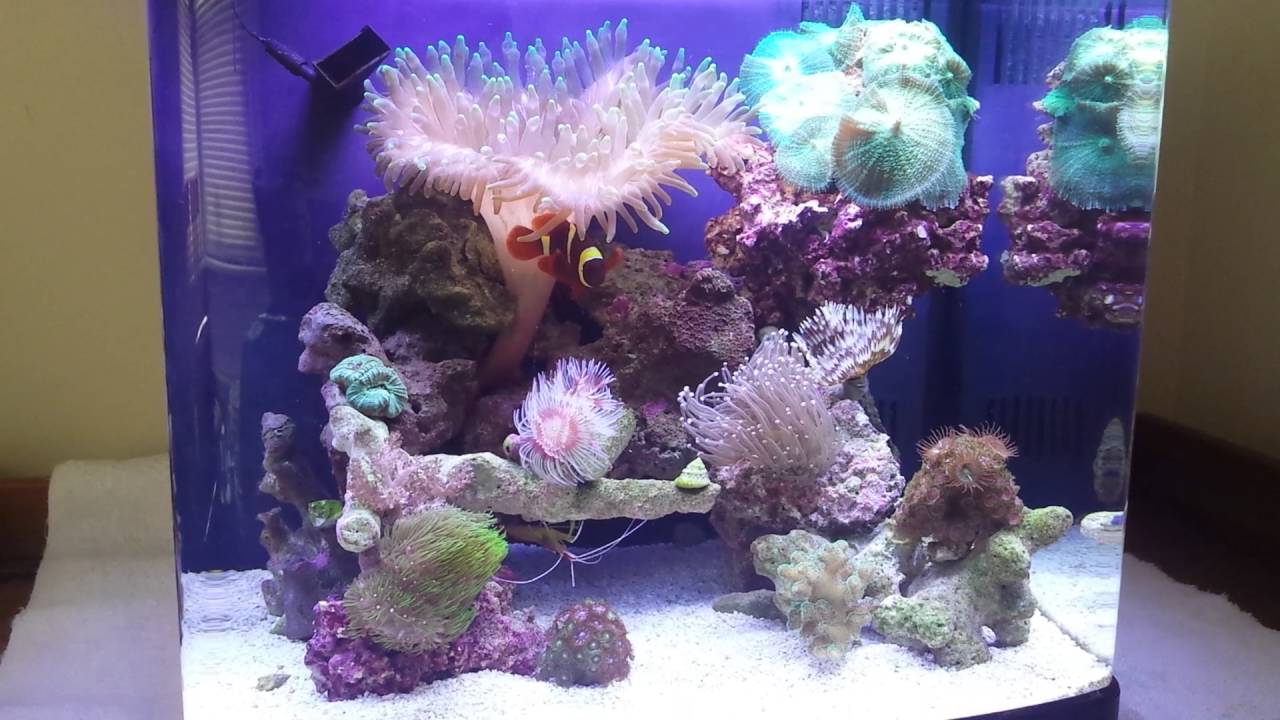 Oceanic Biocube Reef Tank Daylights - YouTube