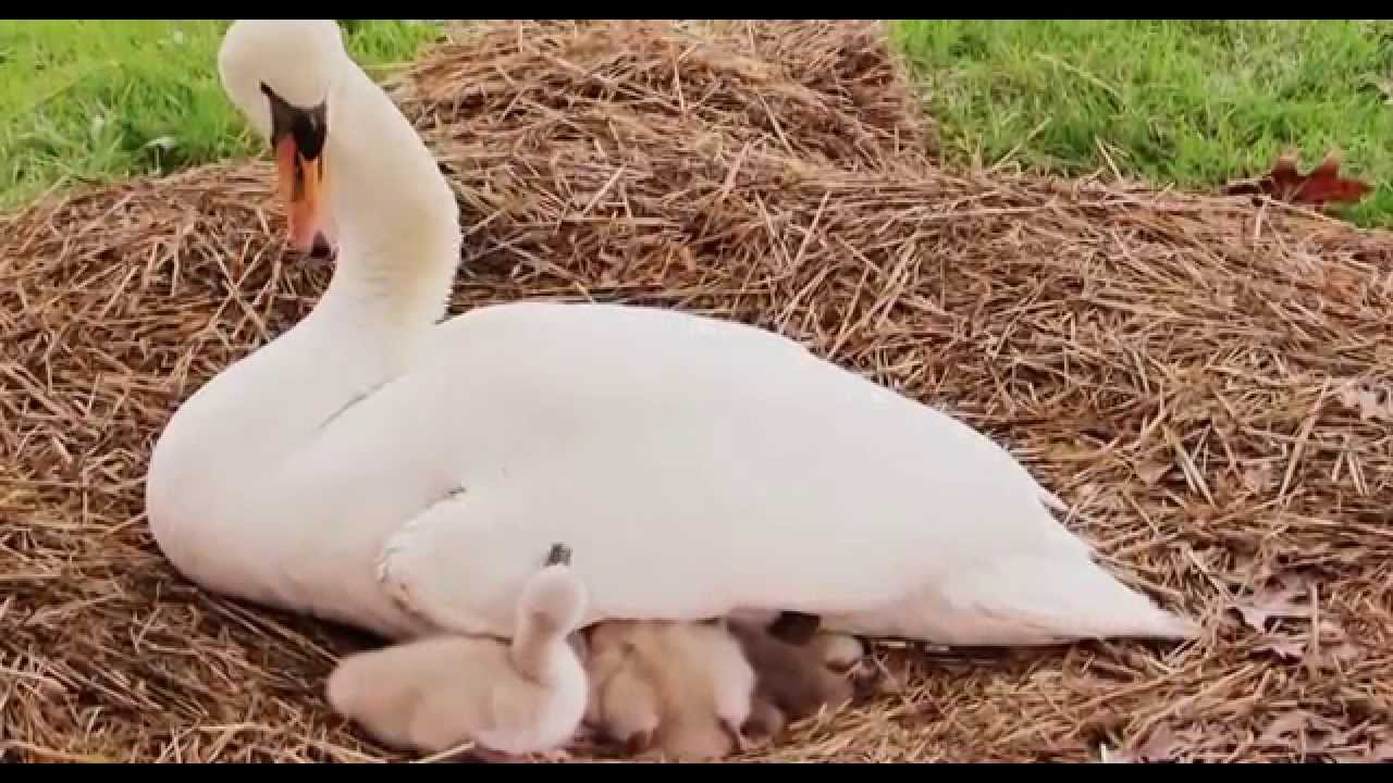 baby swans grow and water fowl please share - YouTube