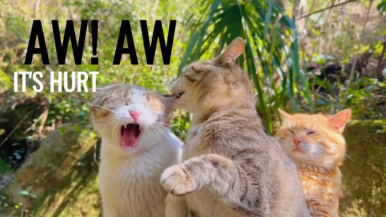 AW AW! it's hurt Charlie - Funny cats, funny animals. - YouTube
