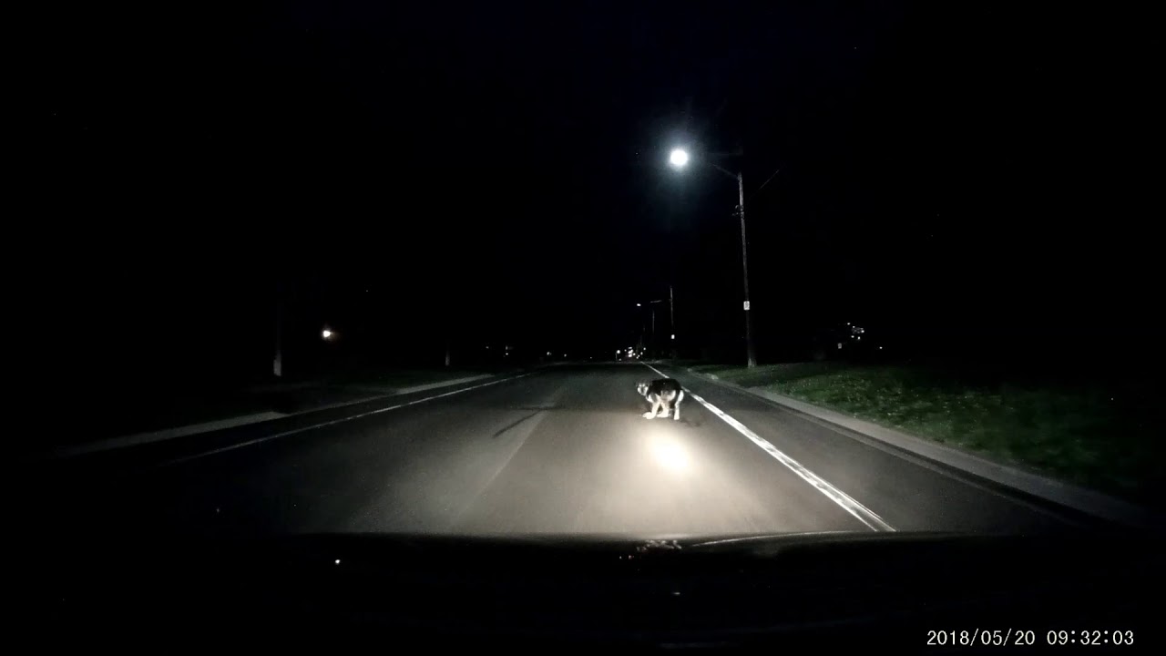 DOG EATING FRESH RABBIT ROADKILL - YouTube