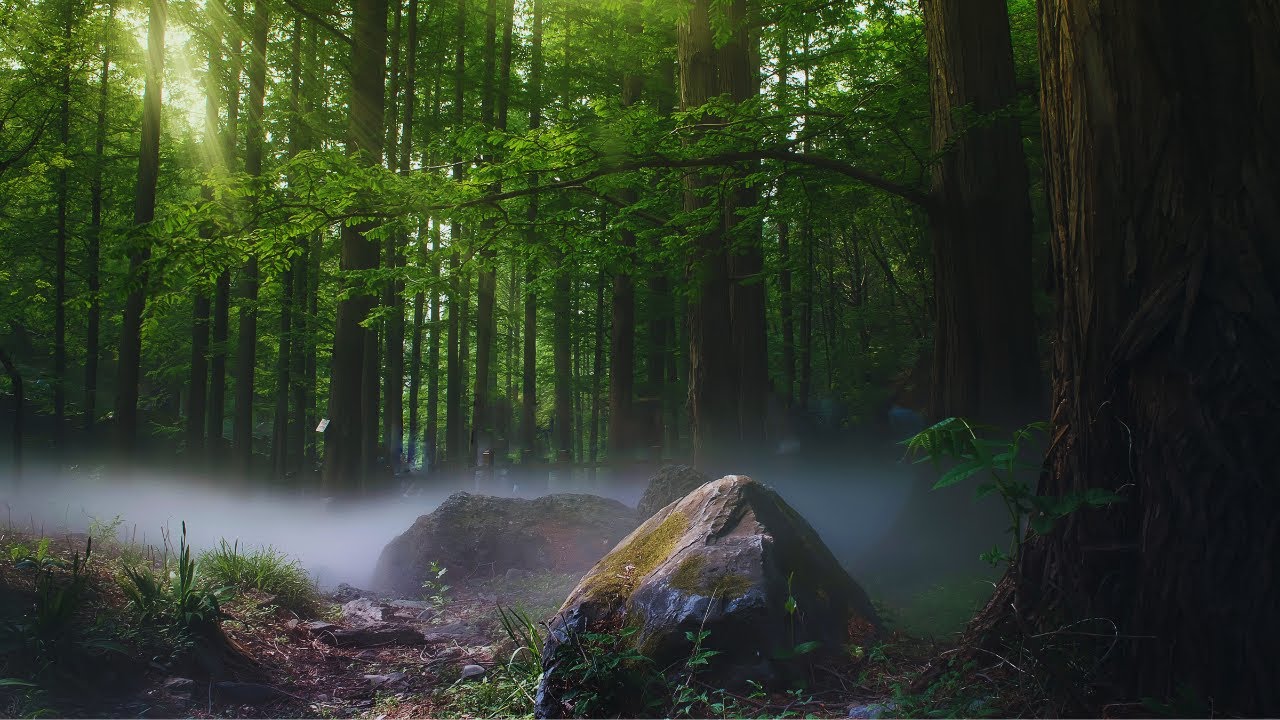 Relax with the Soothing Sounds of Birds in a Natural Forest Environment ...