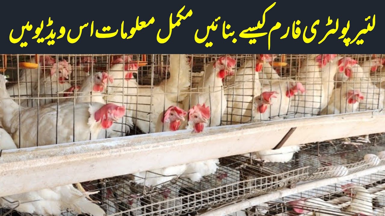 Layer Hen Farming in Pakistan | How to become Millionaire| Biggest and ...