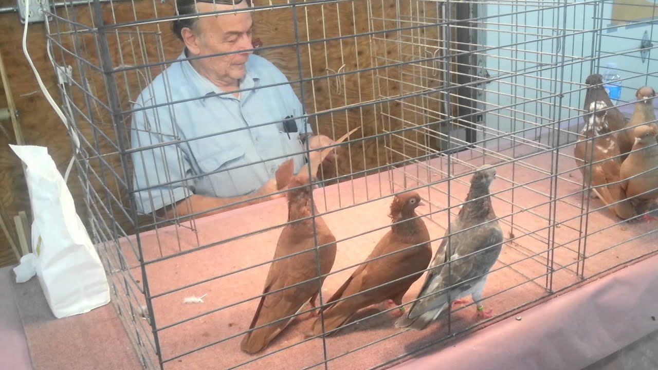 Pigeon Show Tippler Caps A.O.C Class 10/12/13 - YouTube