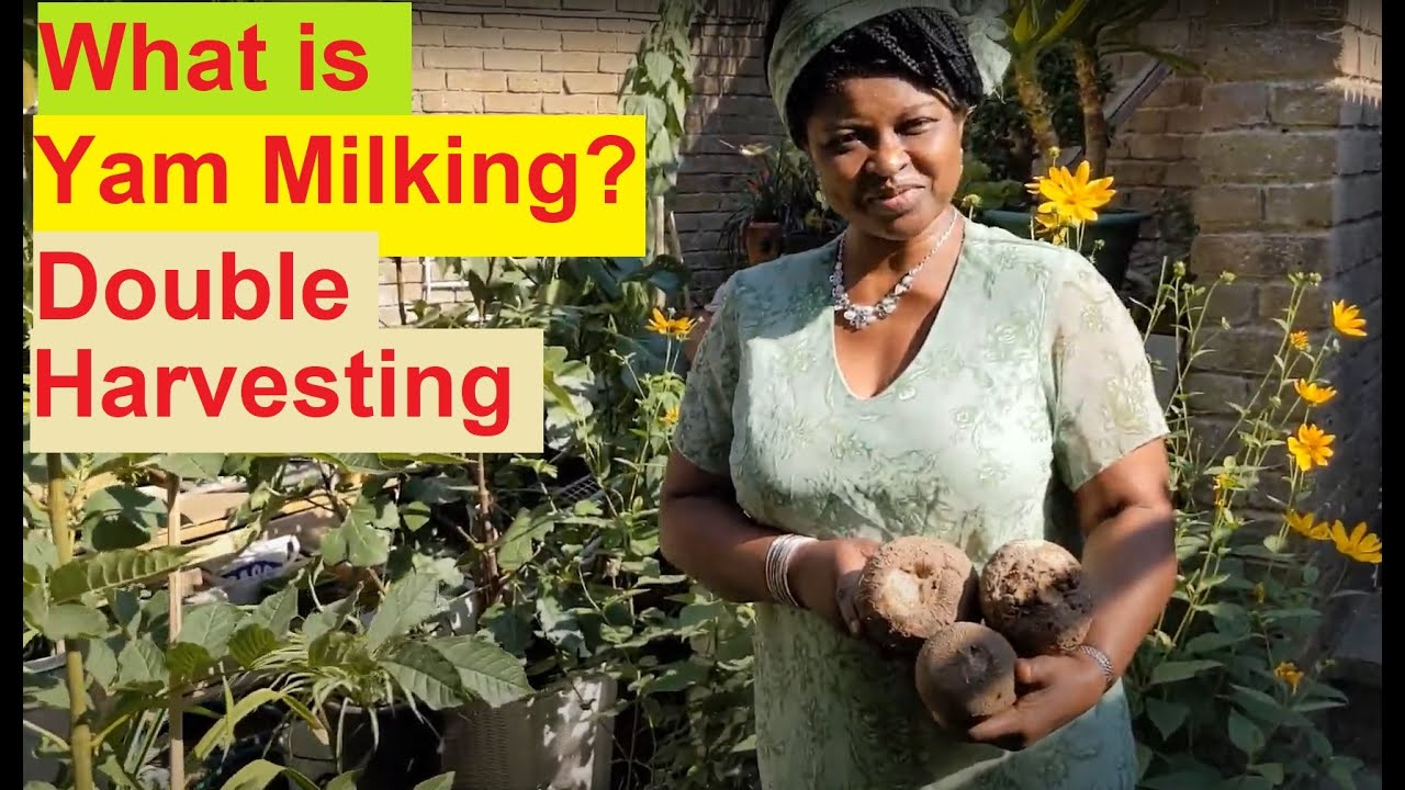 How do you Know Your Yam is Ready for Harvesting? What is Yam Milking ...