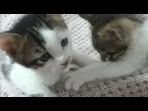 Yavru Kediler Her Yerde 😻 Tatlı Tatlı Oyunuyorlar | Eğlenceli ve Sevimli Kedi Videoları