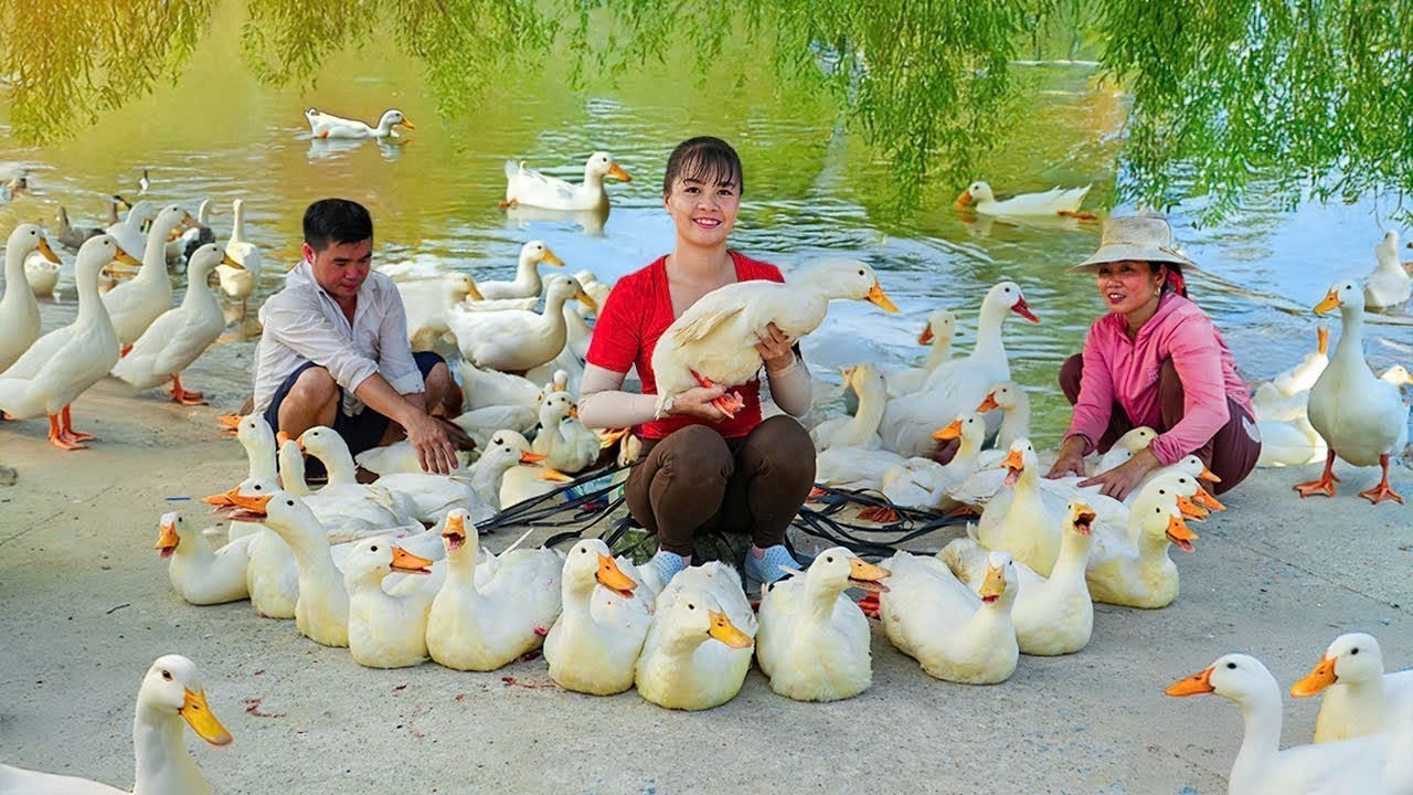 Harvesting Ducks After 3 Months – Selling at Market, Repairing Duck ...