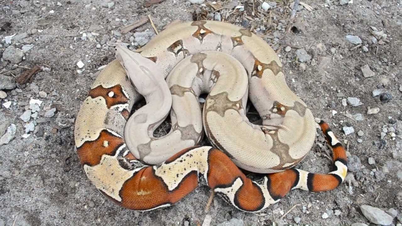 Suriname Redtail Boa - YouTube