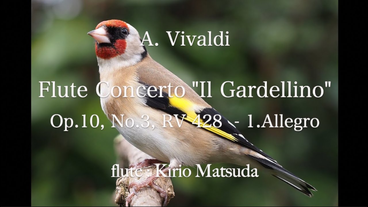 Flute Concerto "Il Gardellino" - 1.Allegro (A. Vivaldi) flute : Kirio ...