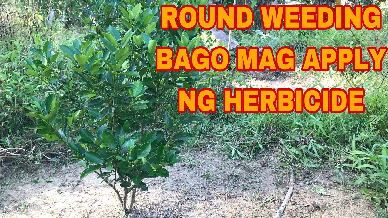 LEMONSITO PLANTATION - YouTube