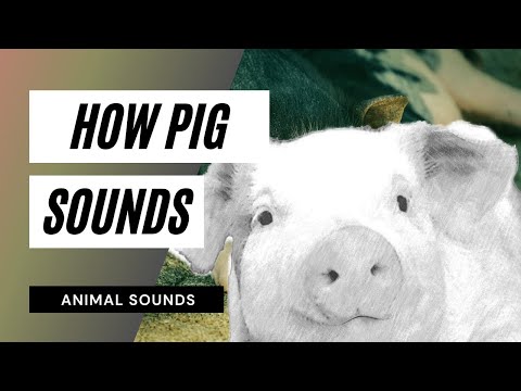 The Animal Sounds: Pig Grunts, Snorts, Breathing / Sound Effect ...