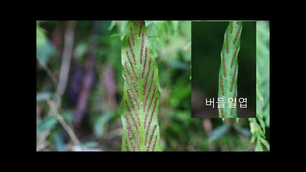 숟갈일엽-Linear-sorus lance fern - YouTube