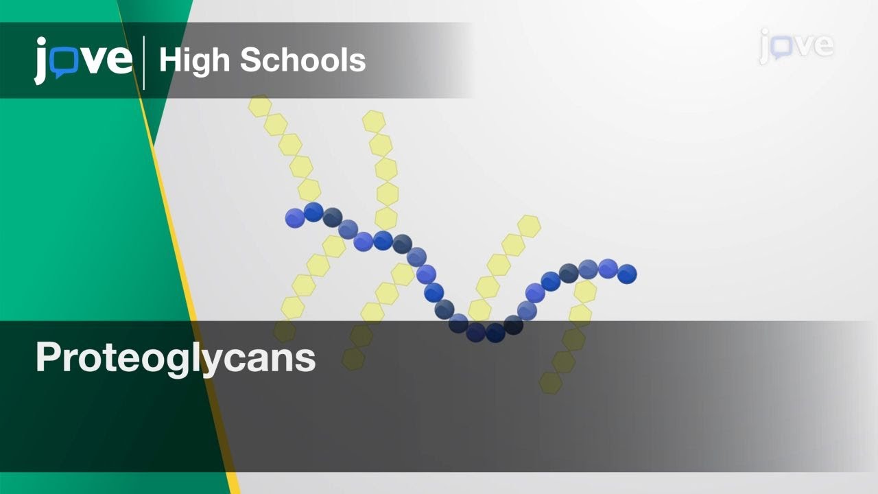 Proteoglycans | Cell Bio | Video Textbooks - Preview - YouTube