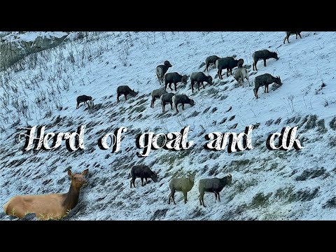 Herd of goat and elk l Braz Eustaquio - YouTube