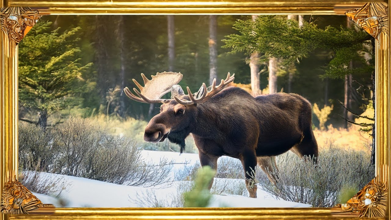 Forest scene featuring a majestic moose / Frame tv Art Wallpaper - YouTube