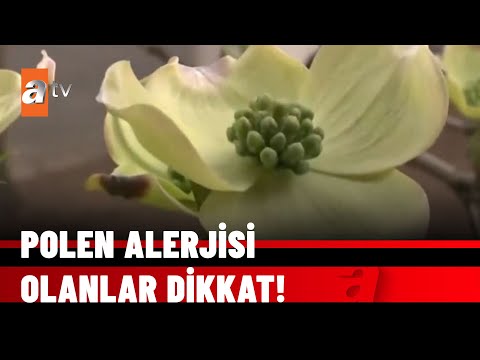 Polenler, korona riskini artırıyor - atv Haber 25 Nisan 2022