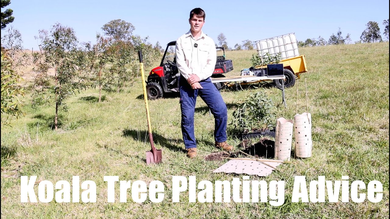 Koala Tree Planting Advice - YouTube