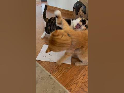 Cats fighting over catnip! #cat #pets #fight - YouTube