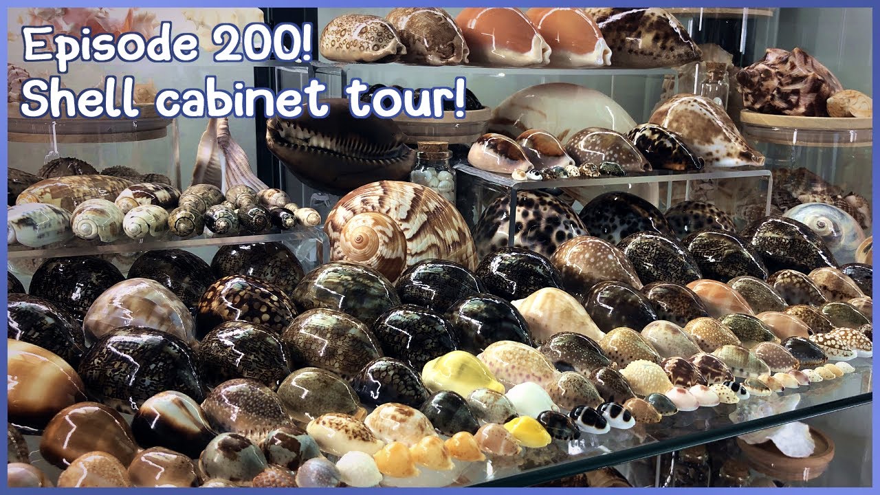 Shell Cabinet Tour! What Seashells Have I Collected? (Episode 200) # ...